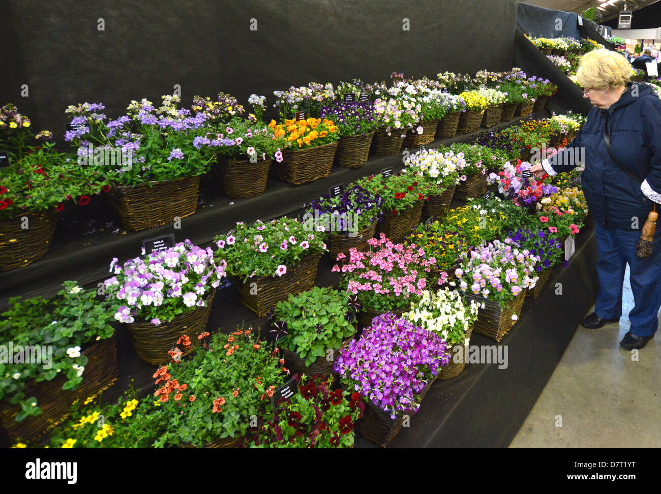 Lady Looking at the Display of Violas at the Harrogate Spring Flower ...