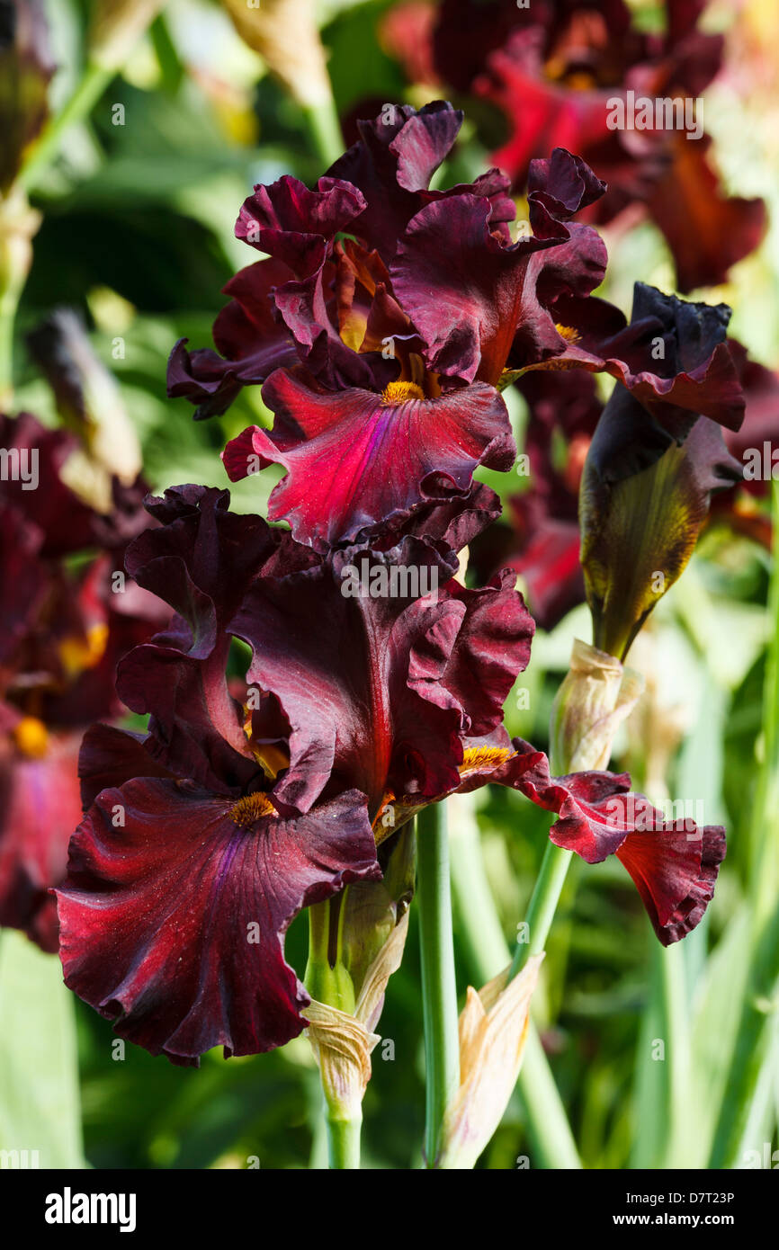 Keizer schreiners iris garden hi-res stock photography and images - Alamy