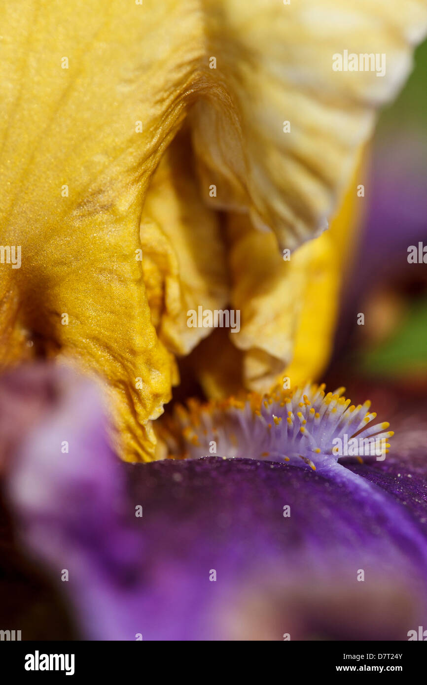 USA, Oregon, Keizer, Schreiner's Iris Garden, cultivated iris Stock ...