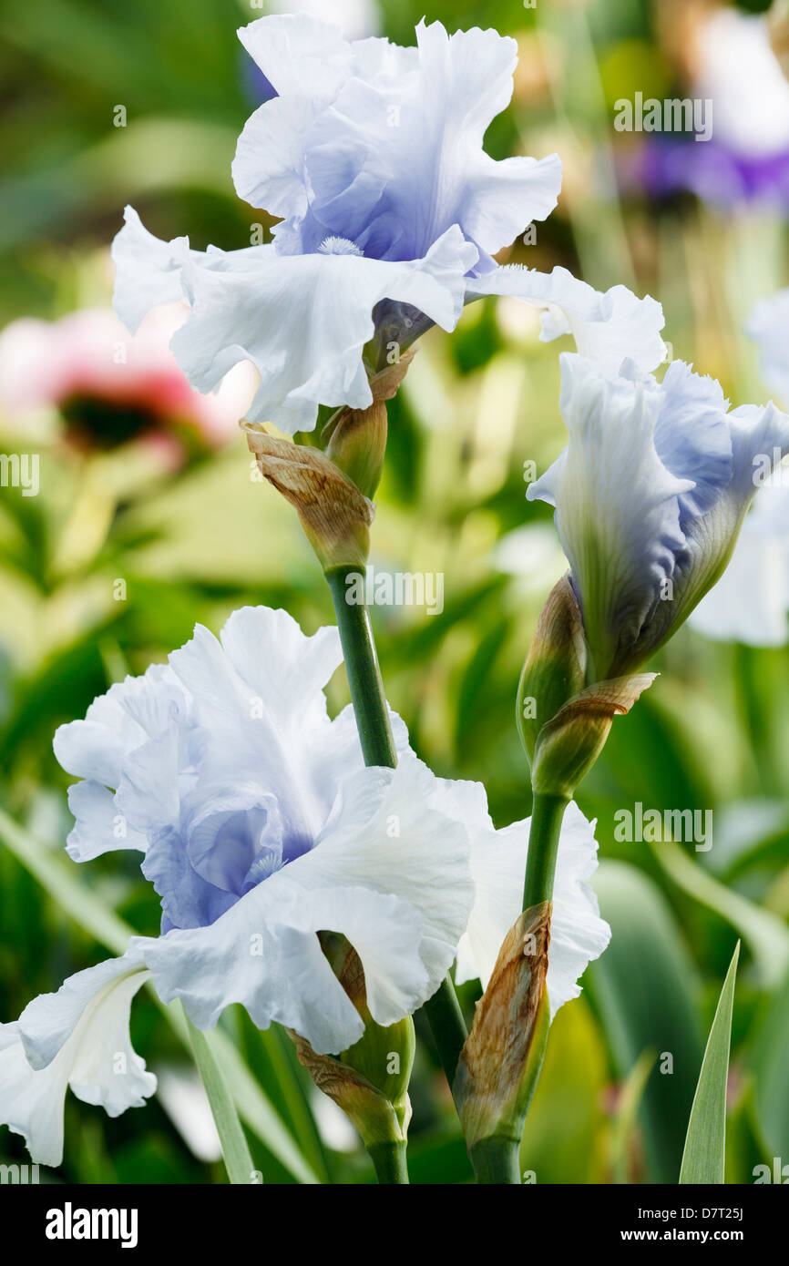 USA, Oregon, Keizer, Schreiner's Iris Garden, cultivated iris Stock ...