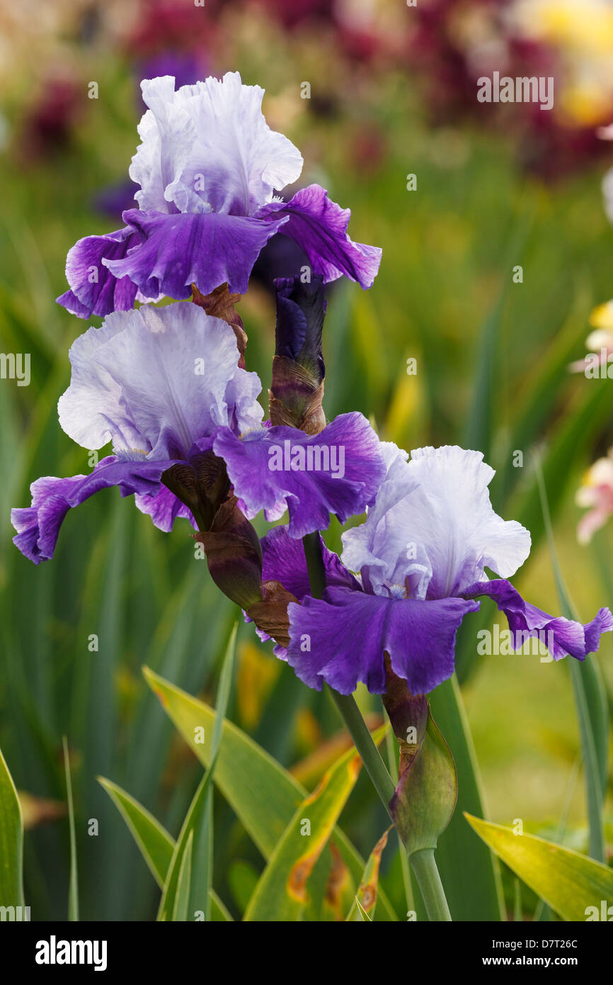 Keizer schreiners iris garden hi-res stock photography and images - Alamy