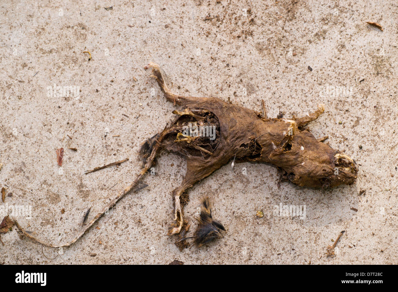 Decomposed hi-res stock photography and images - Alamy