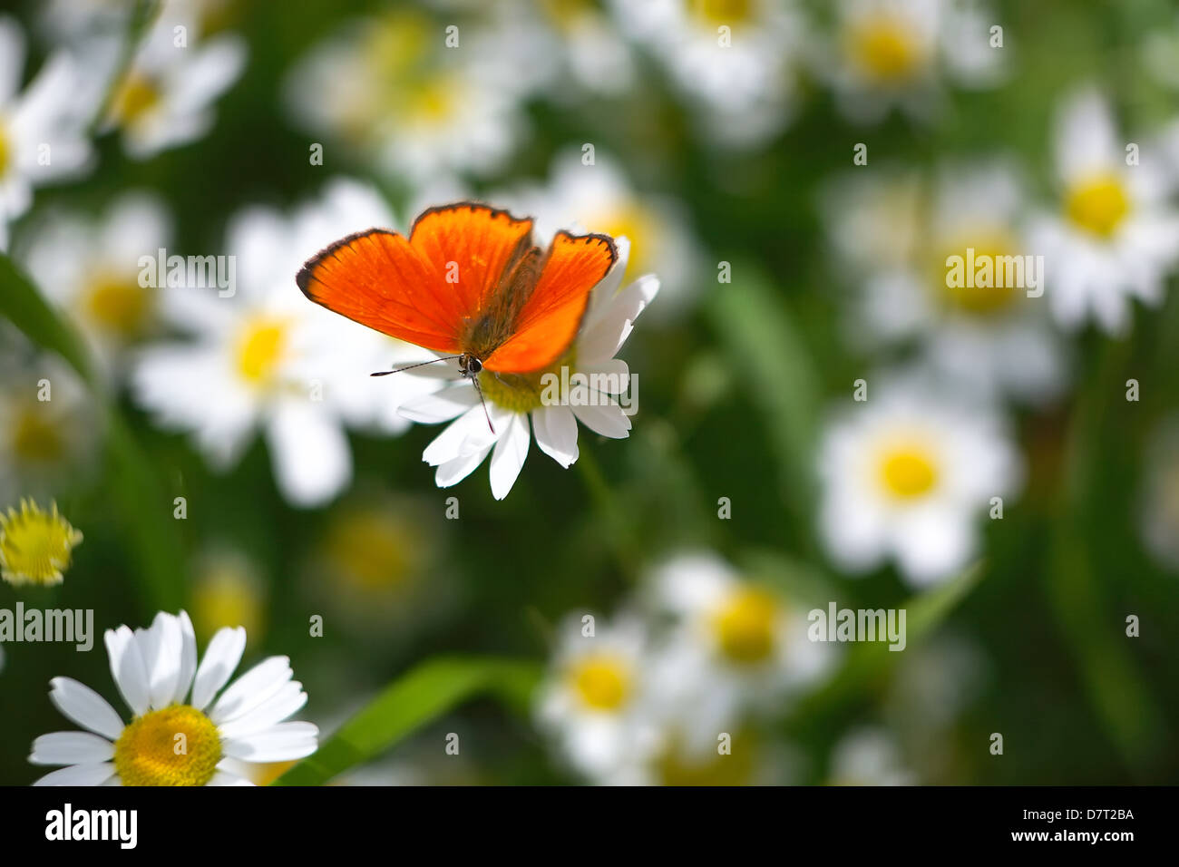 Orange Spring Butterfly Stock Photo - Alamy