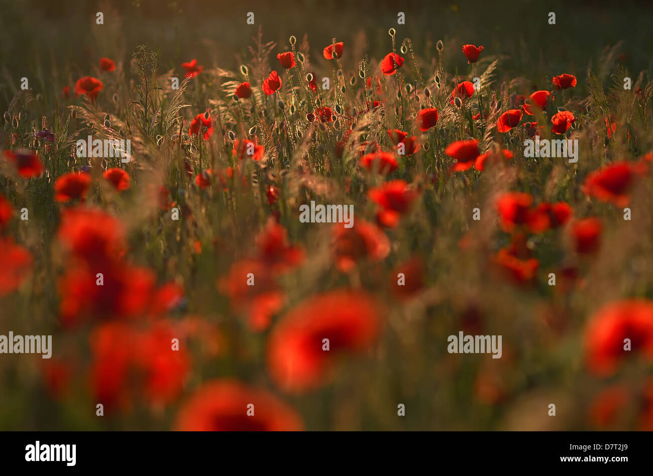 Poppy field before sunset Stock Photo - Alamy