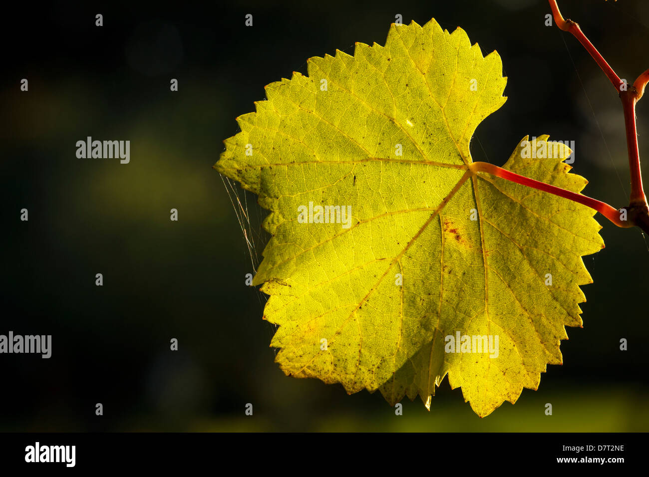 USA, Oregon, Keizer, Pinot Gris leaf Stock Photo - Alamy
