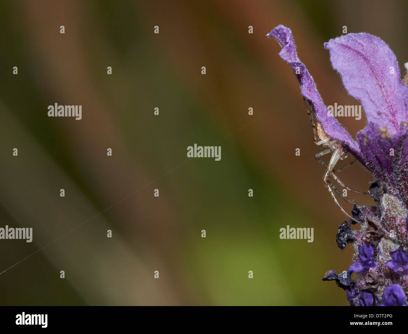 Lesser Garden Spider under Lavender bract Stock Photo - Alamy
