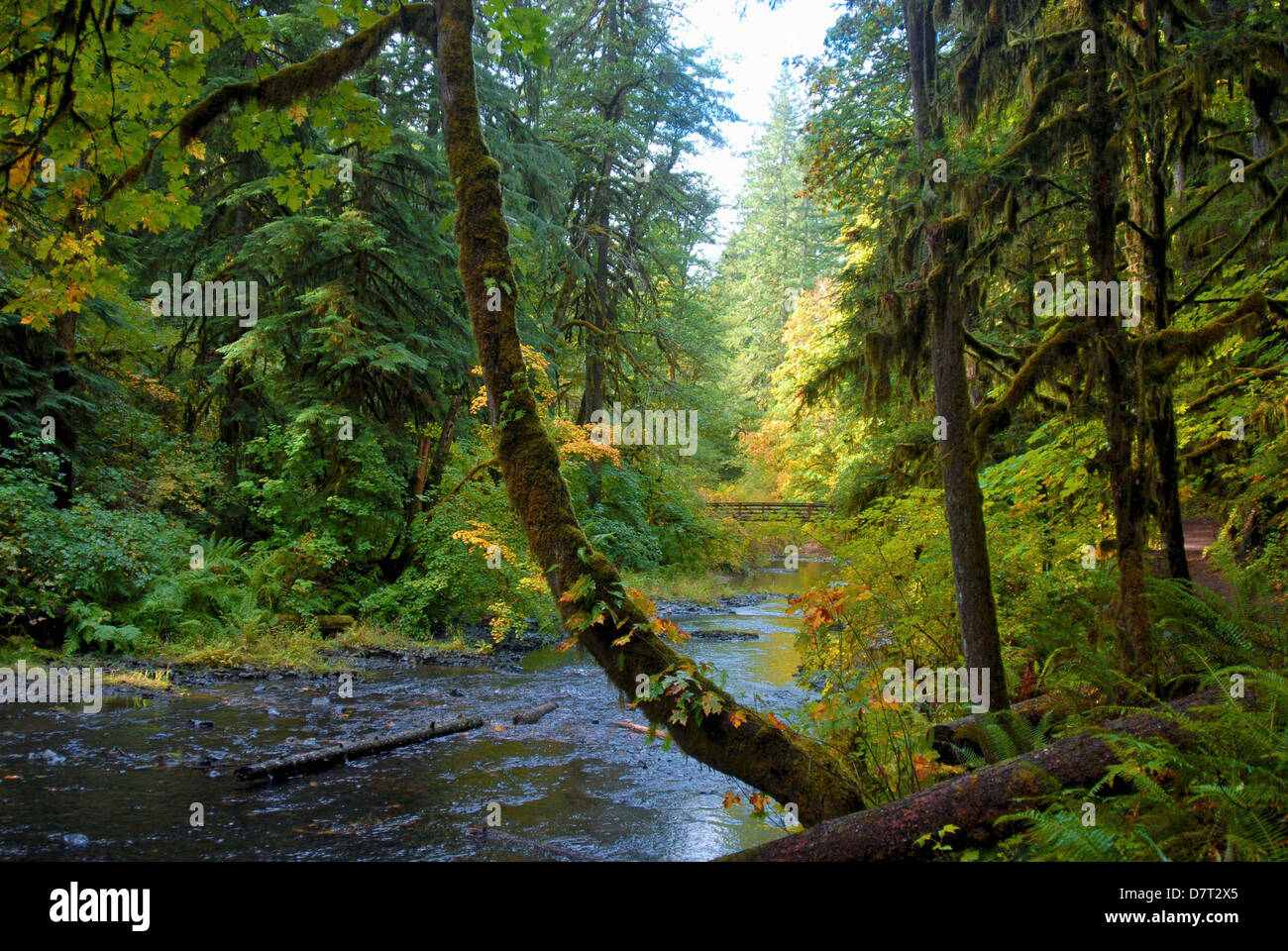 Silver falls state park hi-res stock photography and images - Alamy