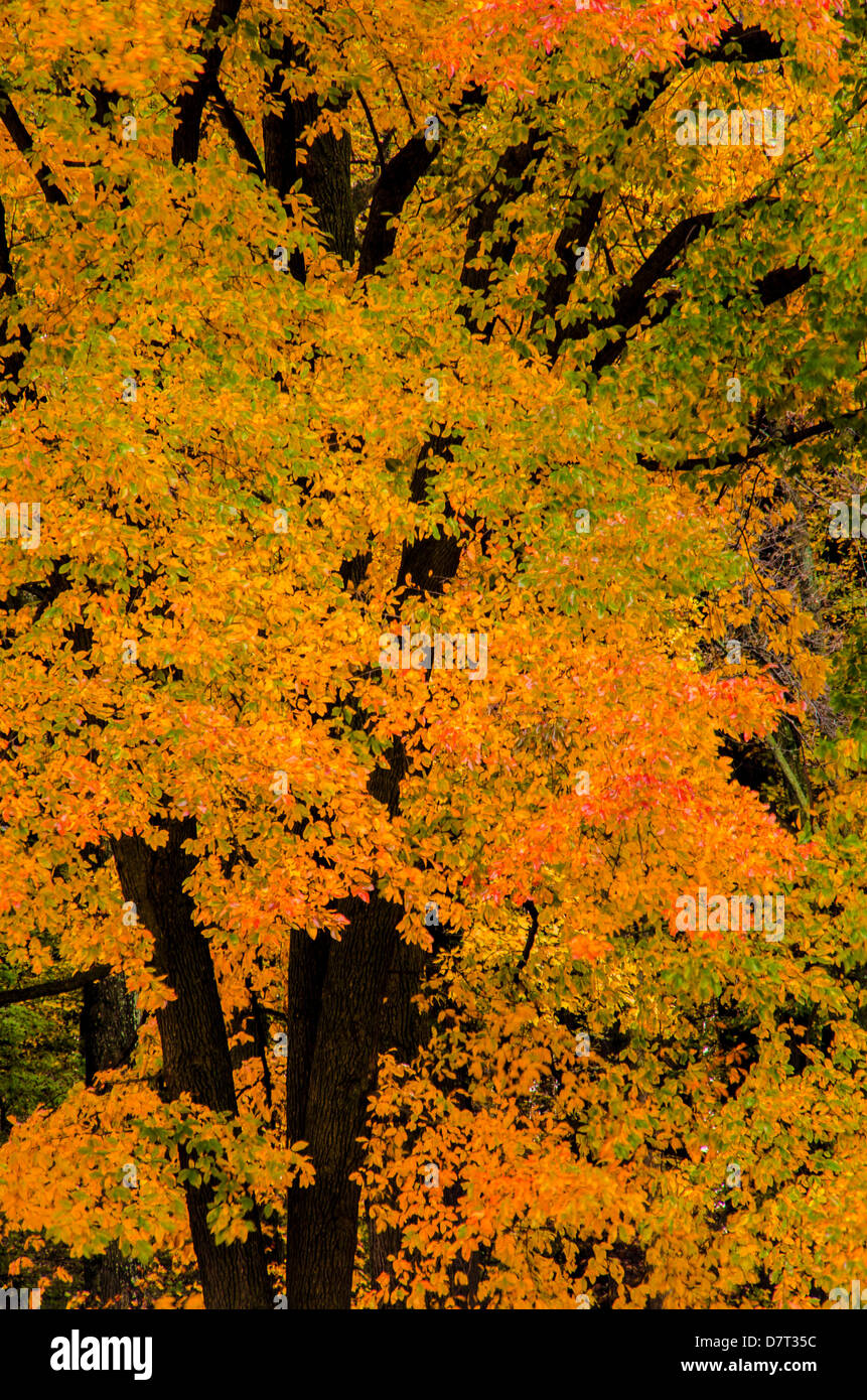 USA, Pennsylvania, Valley Forge National Park. Sunrise on trees in ...