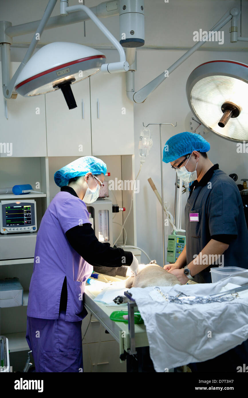Veterinarians women hi-res stock photography and images - Alamy
