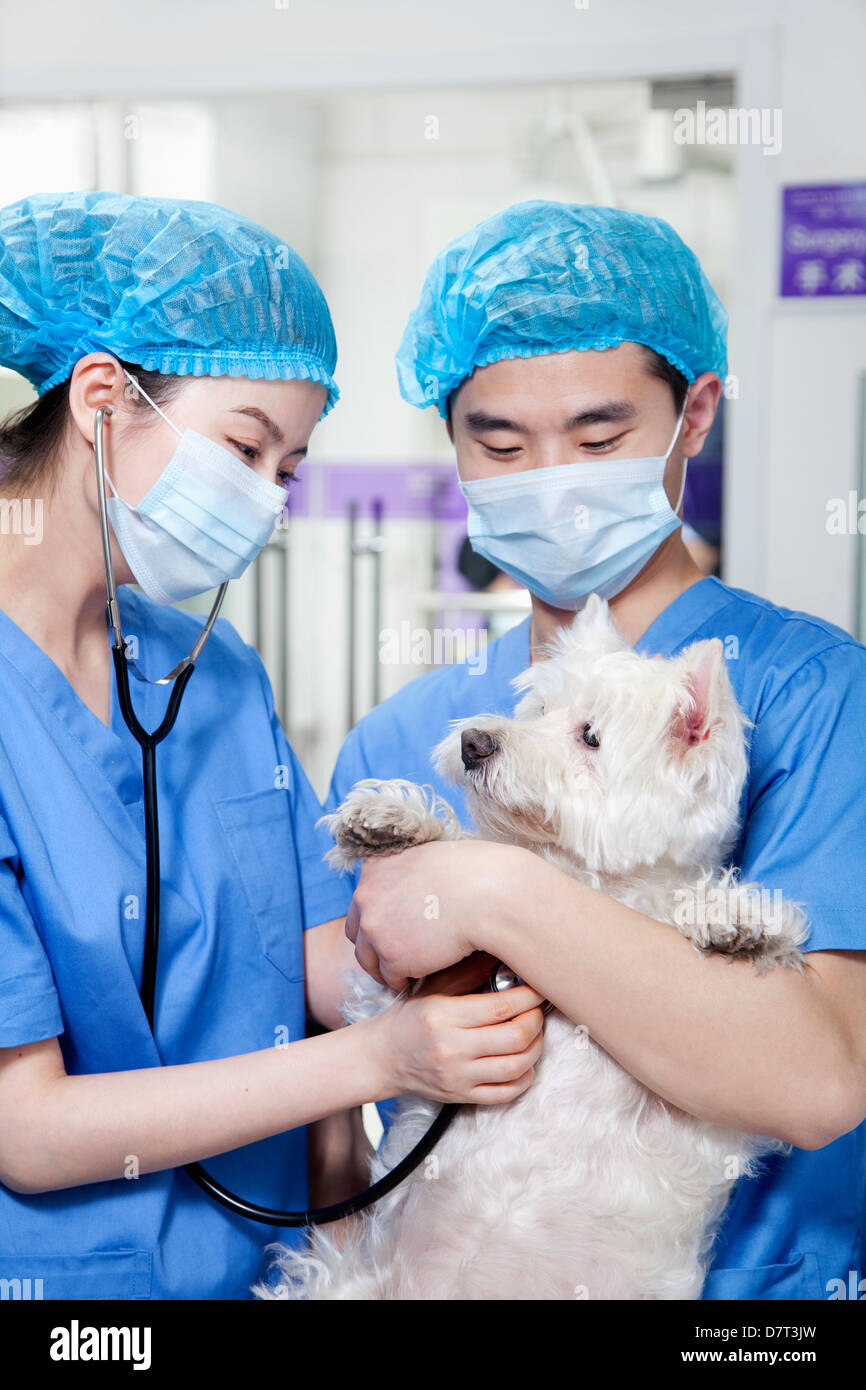 Veterinarians women hi-res stock photography and images - Alamy