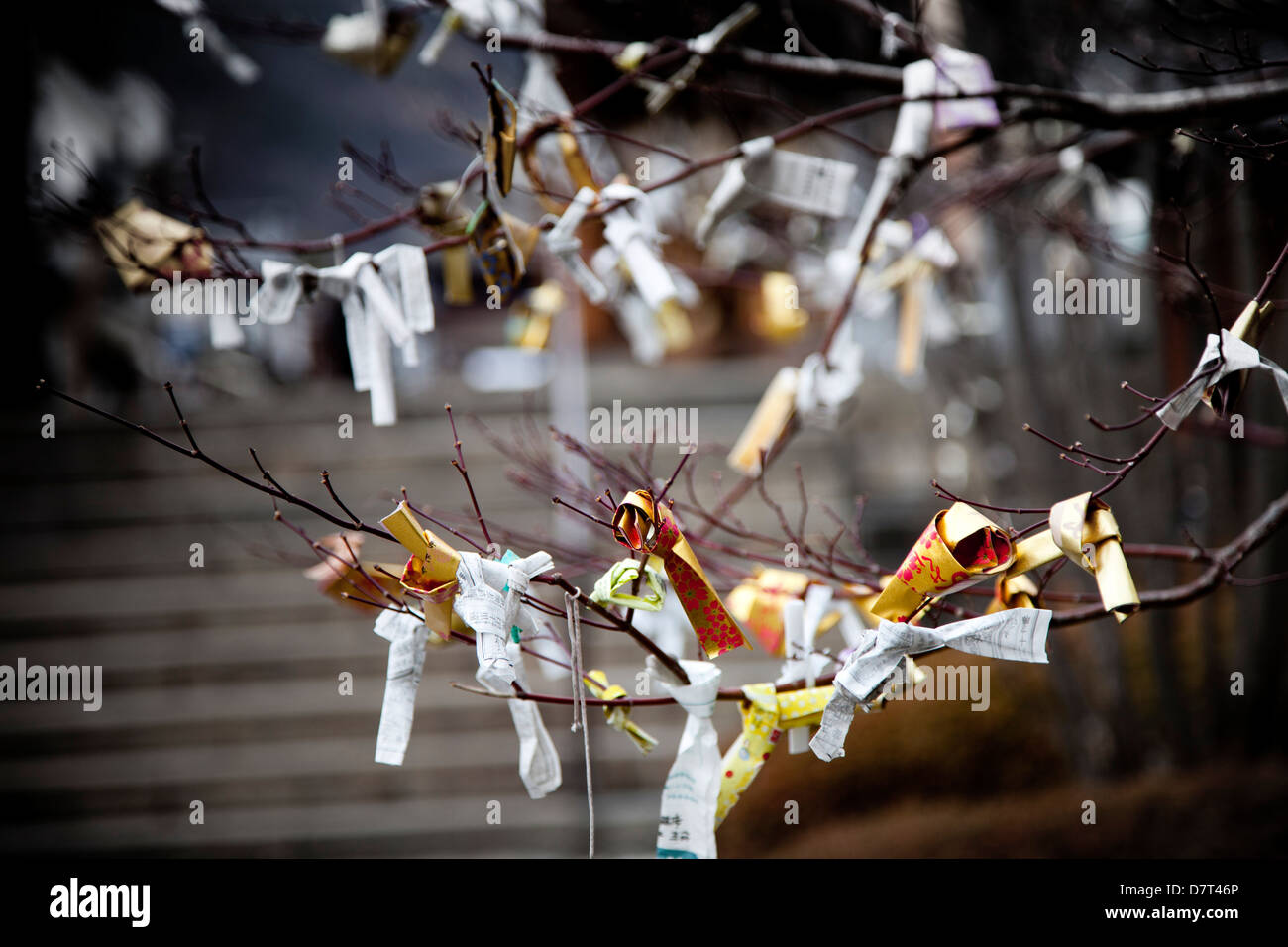 Prayers tied to a tree, Zenkō-ji Temple, Nagano, Japan Stock Photo - Alamy