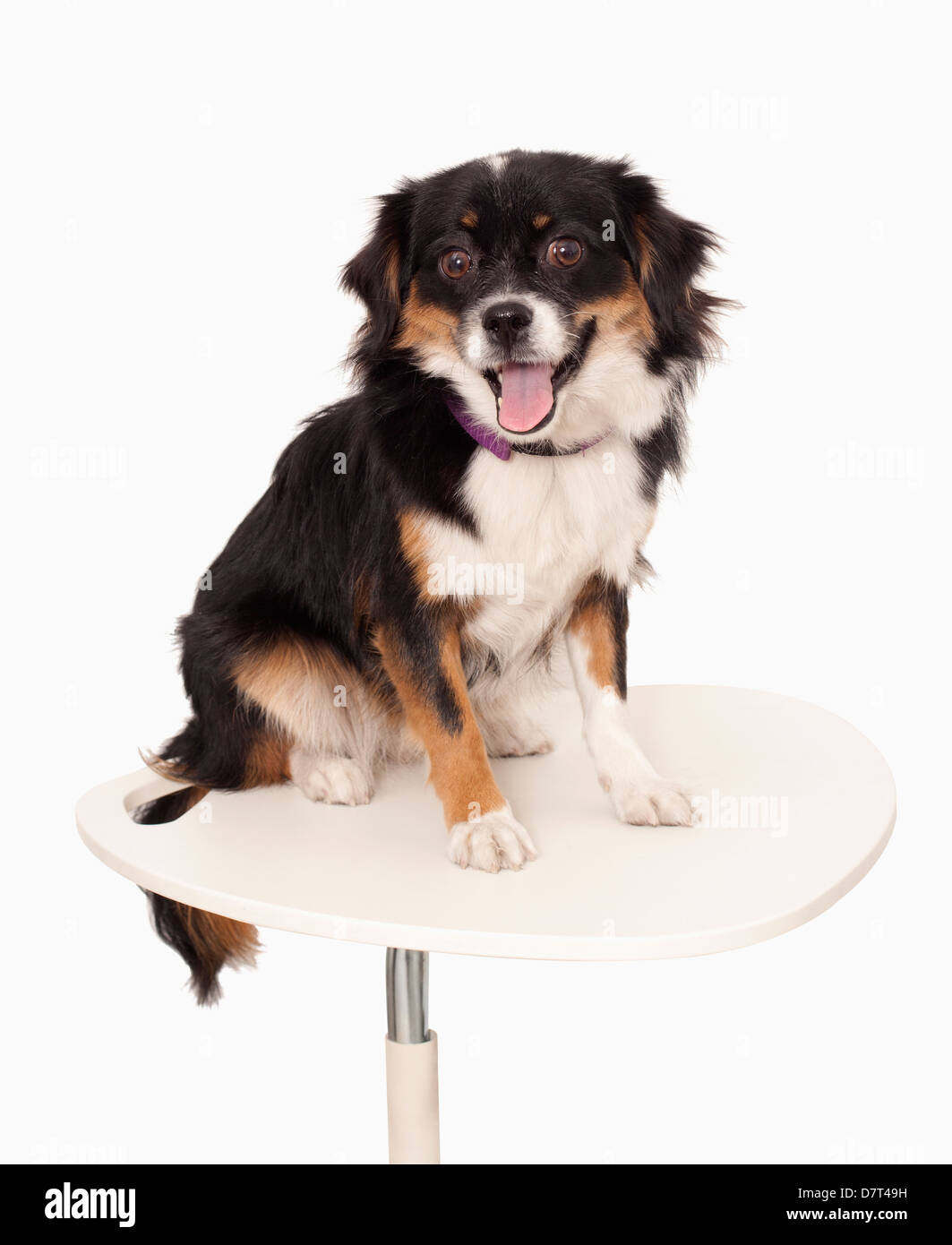 Portrait of small dog, studio shot Stock Photo - Alamy
