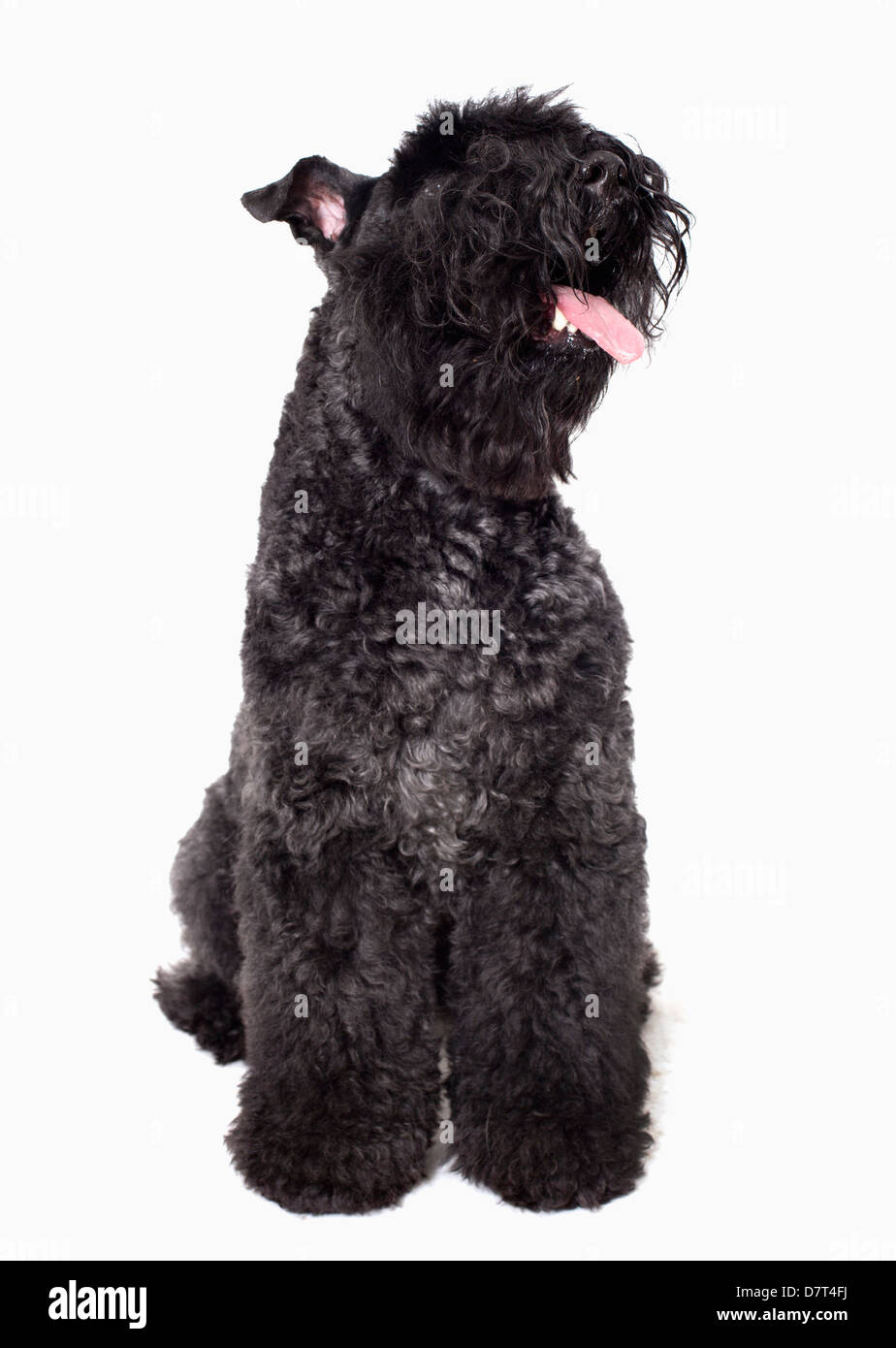 Vertical shot cute black Cut Out Stock Images & Pictures - Alamy