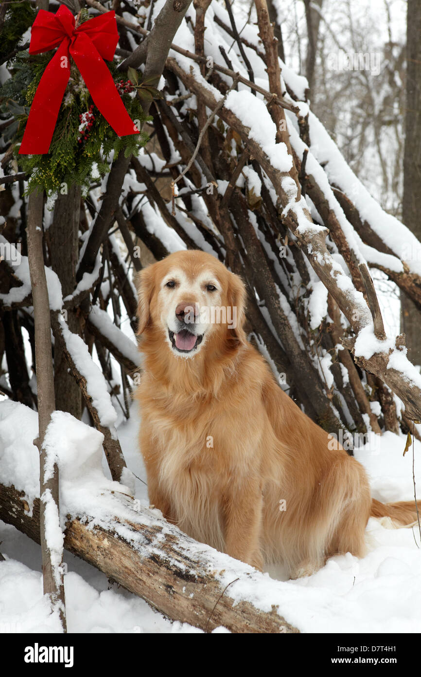 Golden retriever winter hi-res stock photography and images - Alamy