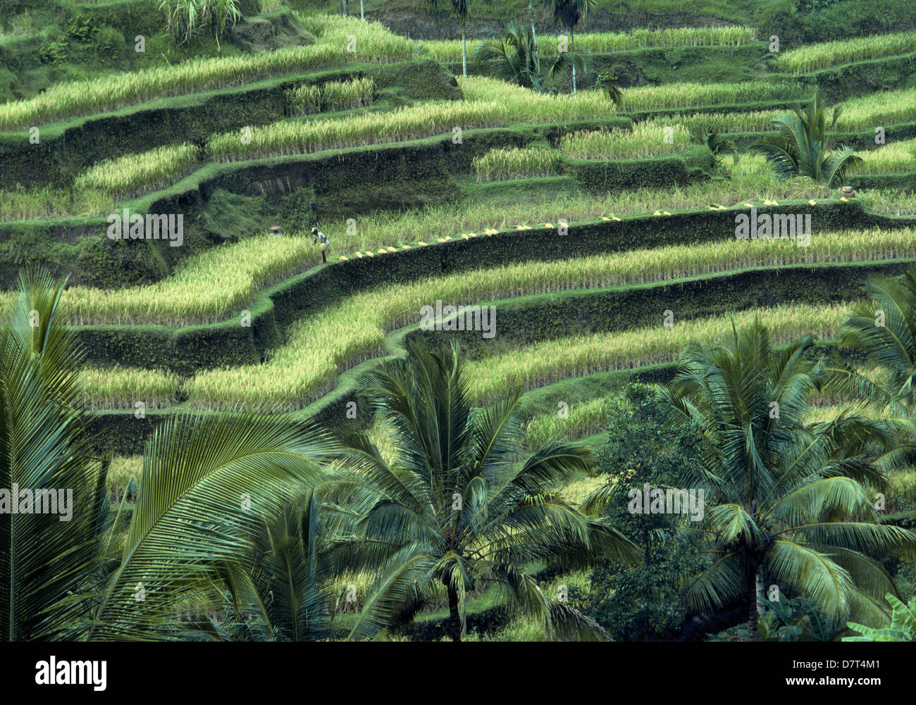 Tending rice paddies hi-res stock photography and images - Alamy