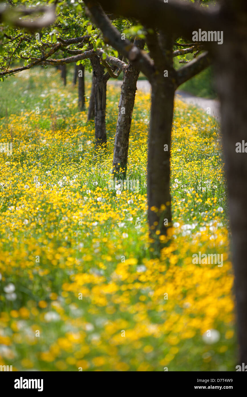 Wildflower meadow in spring with trees. Shallow depth of field Stock ...