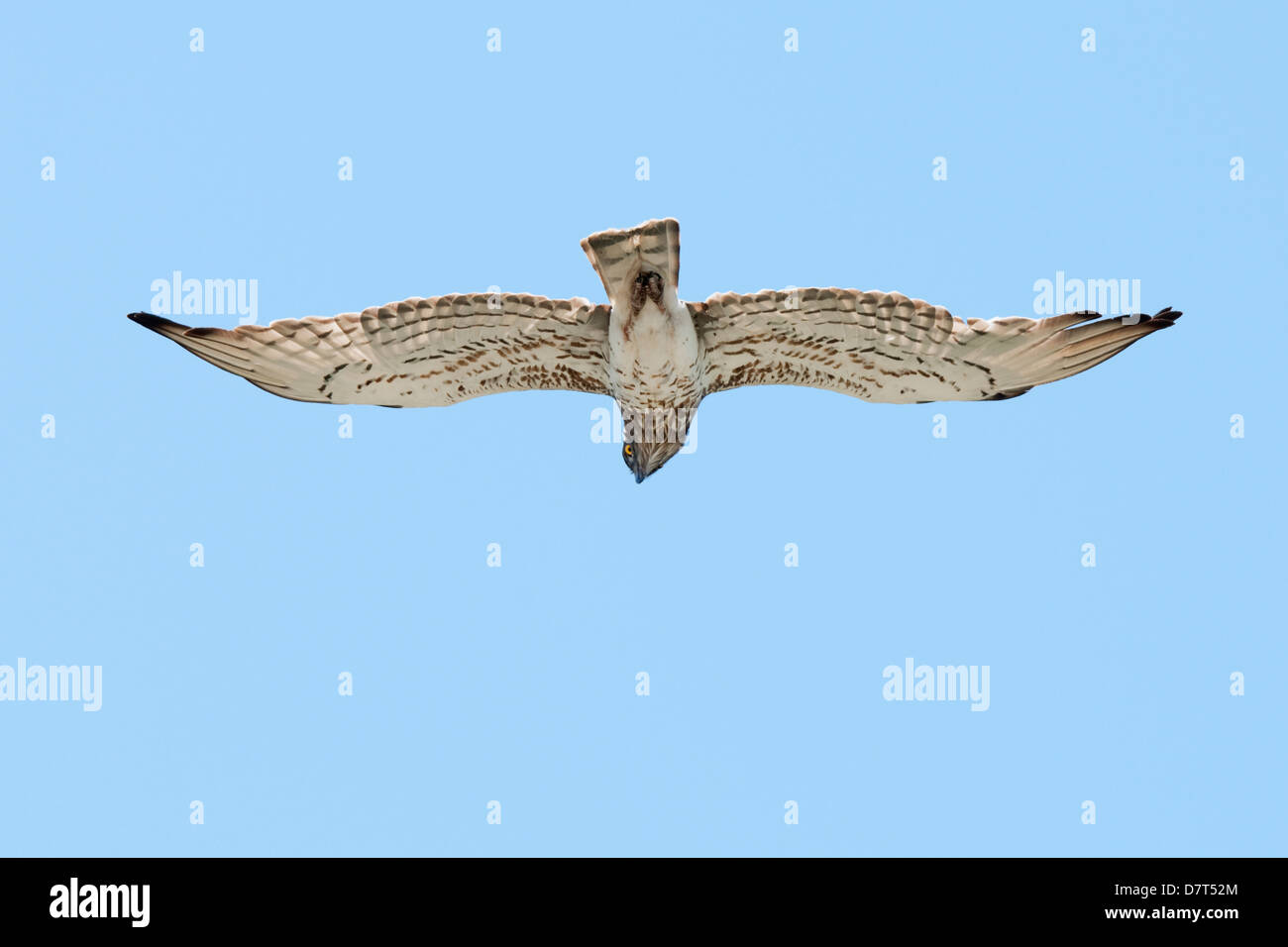 Circaetus gallicus serpent hi-res stock photography and images - Alamy