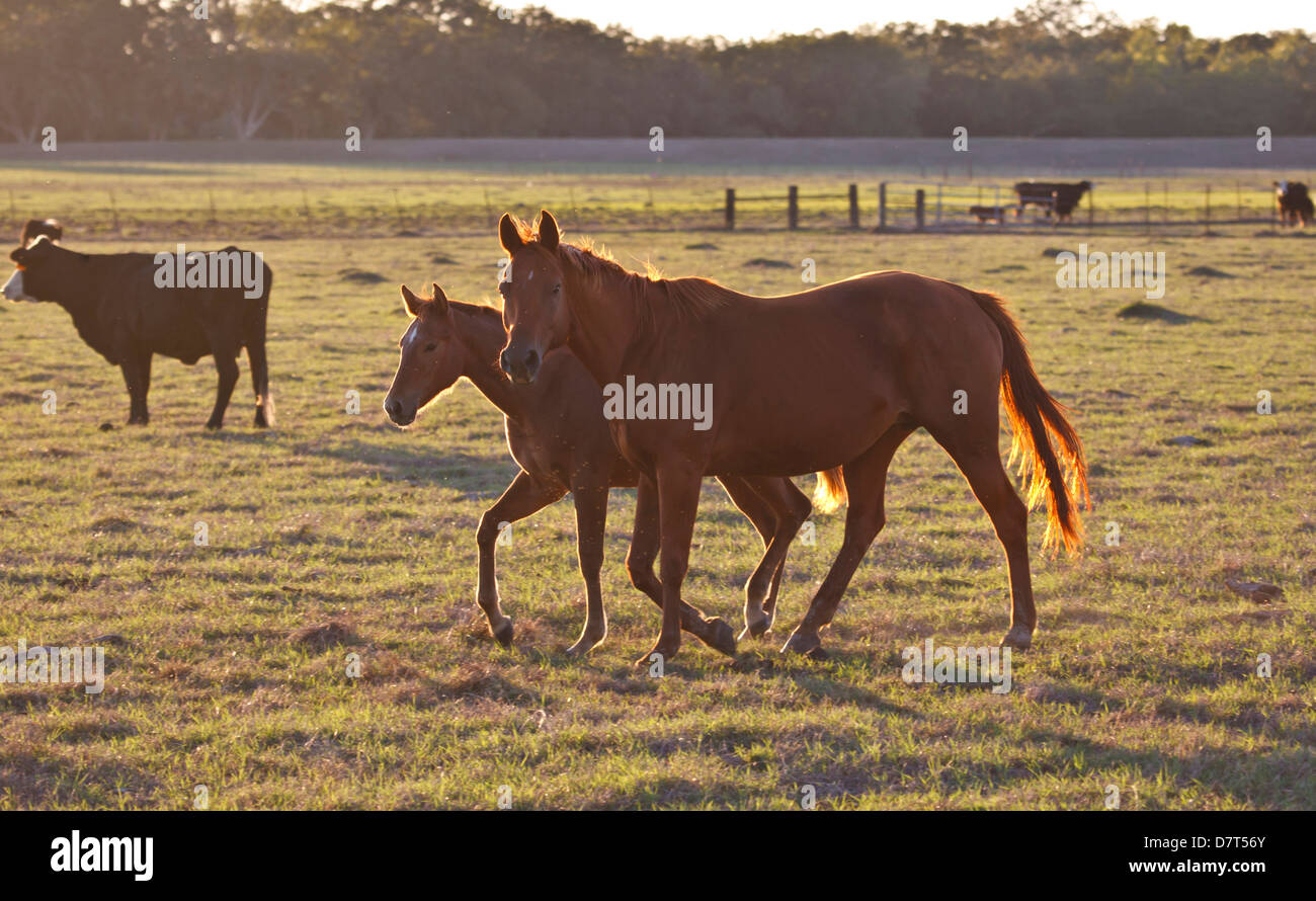 Bay colored hi-res stock photography and images - Alamy