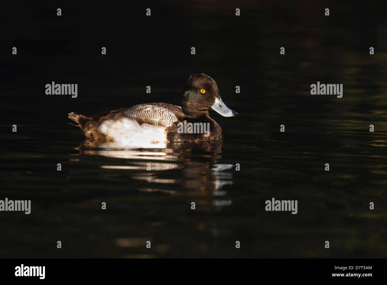 Lesser Scaup (Aythya affinis) male reflected in dark water, Texas, USA ...