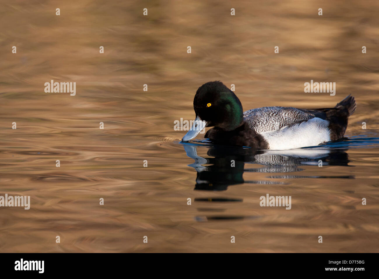 Lesser Scaup (Aythya affinis) male reflected in dark water, Texas, USA ...
