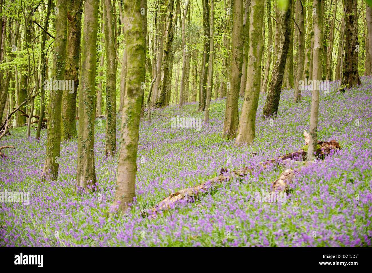 Wenallt hi-res stock photography and images - Alamy