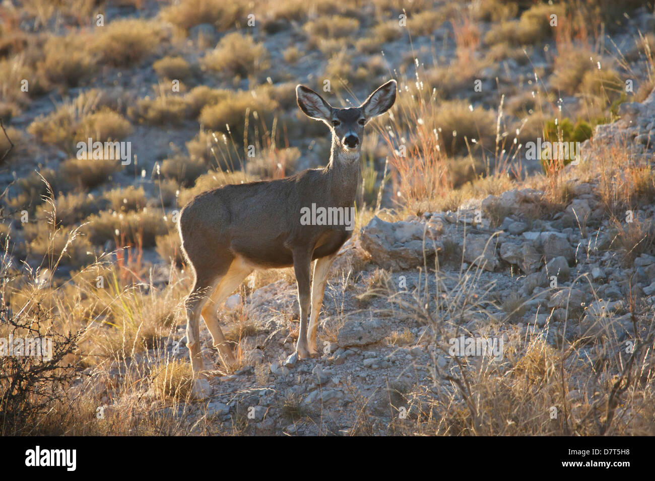 Desert Mule Deer (Odocoileus hemionus) female in desert mountain ...