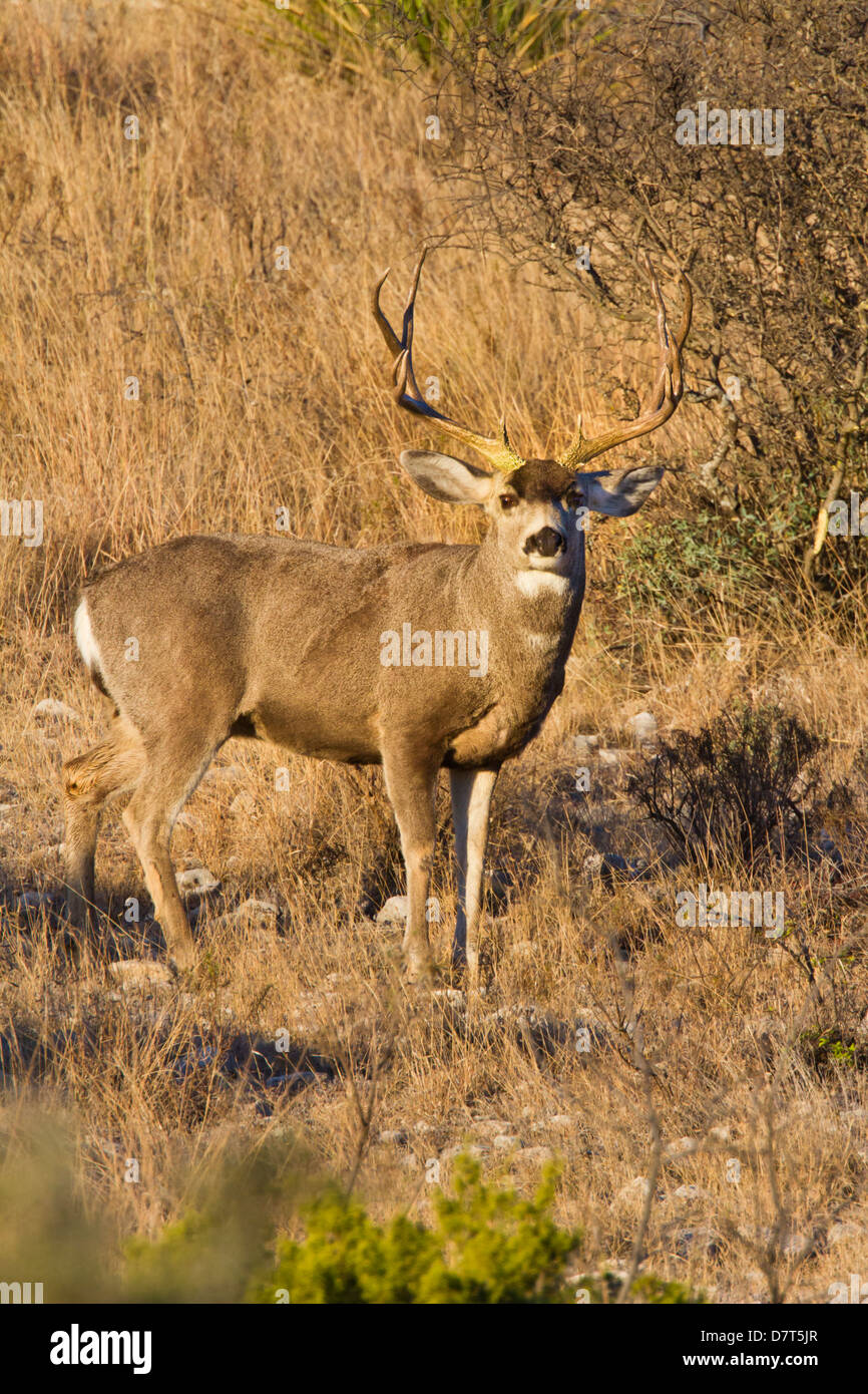 Desert Mule Deer Pictures