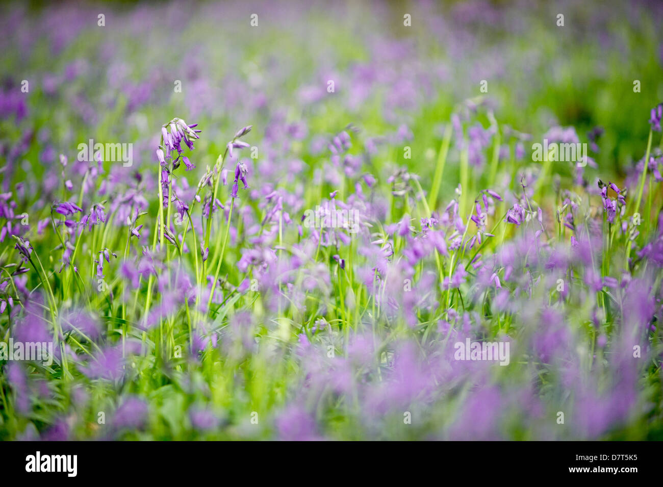 Bluebells at The Wenallt, Cardiff, UK Stock Photo - Alamy