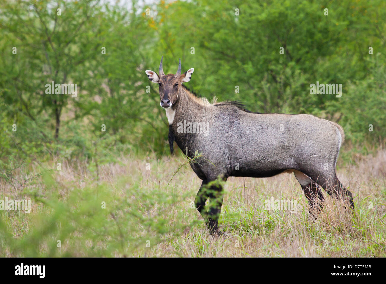 Nilgai (Boselaphus tragocamelus) male in thorny Texas habitat Stock ...
