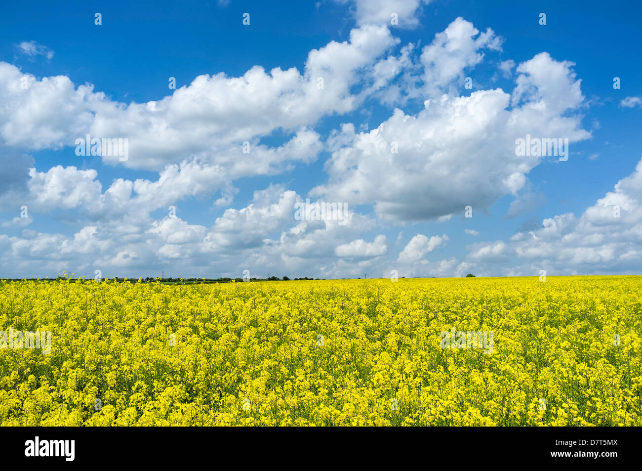 Field of oil seed rape in full bloom on a fine sunny morning with deep ...
