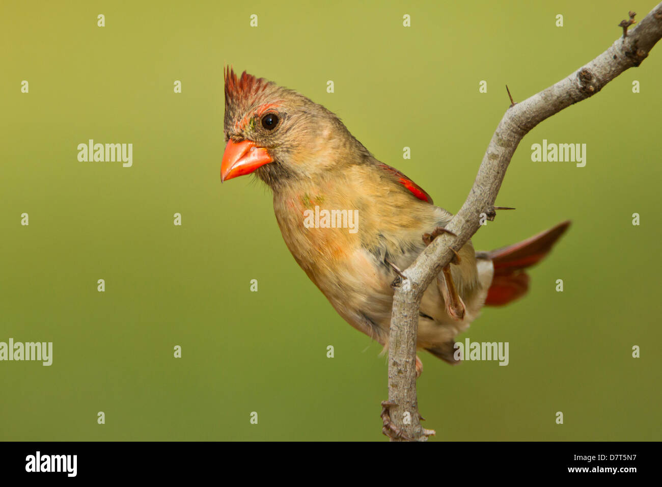 Northern Cardinal (Cardinalis cardinalis) female on perch Stock Photo ...