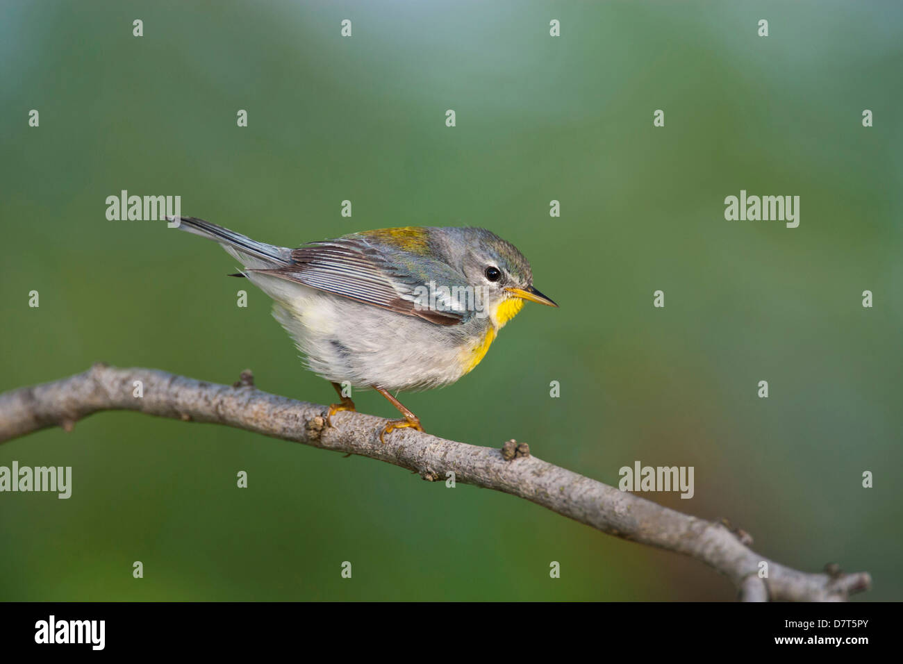 Northern Parula (Parula americana) female perched in habitat Stock ...