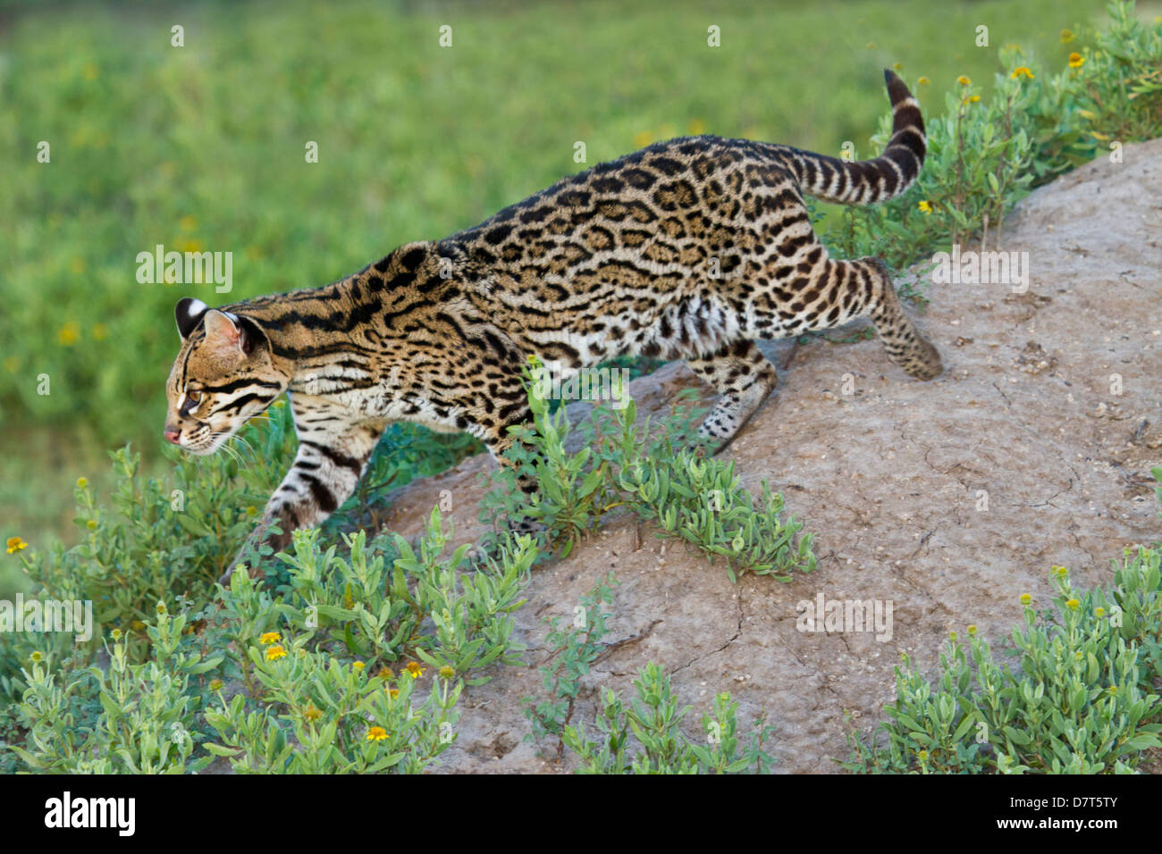 Why Are Ocelots Endangered