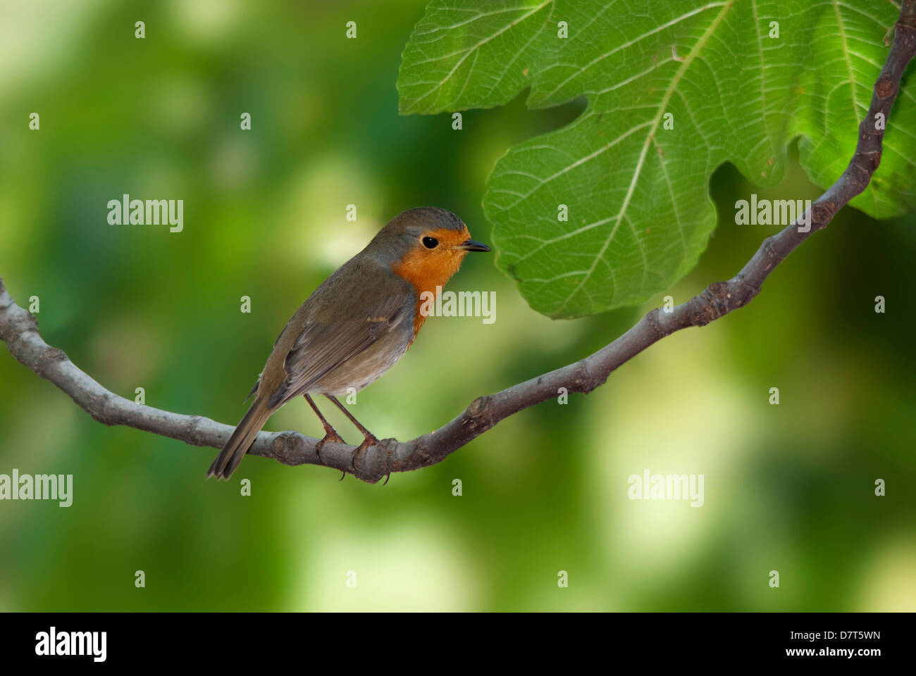 European robin on tree hi-res stock photography and images - Alamy