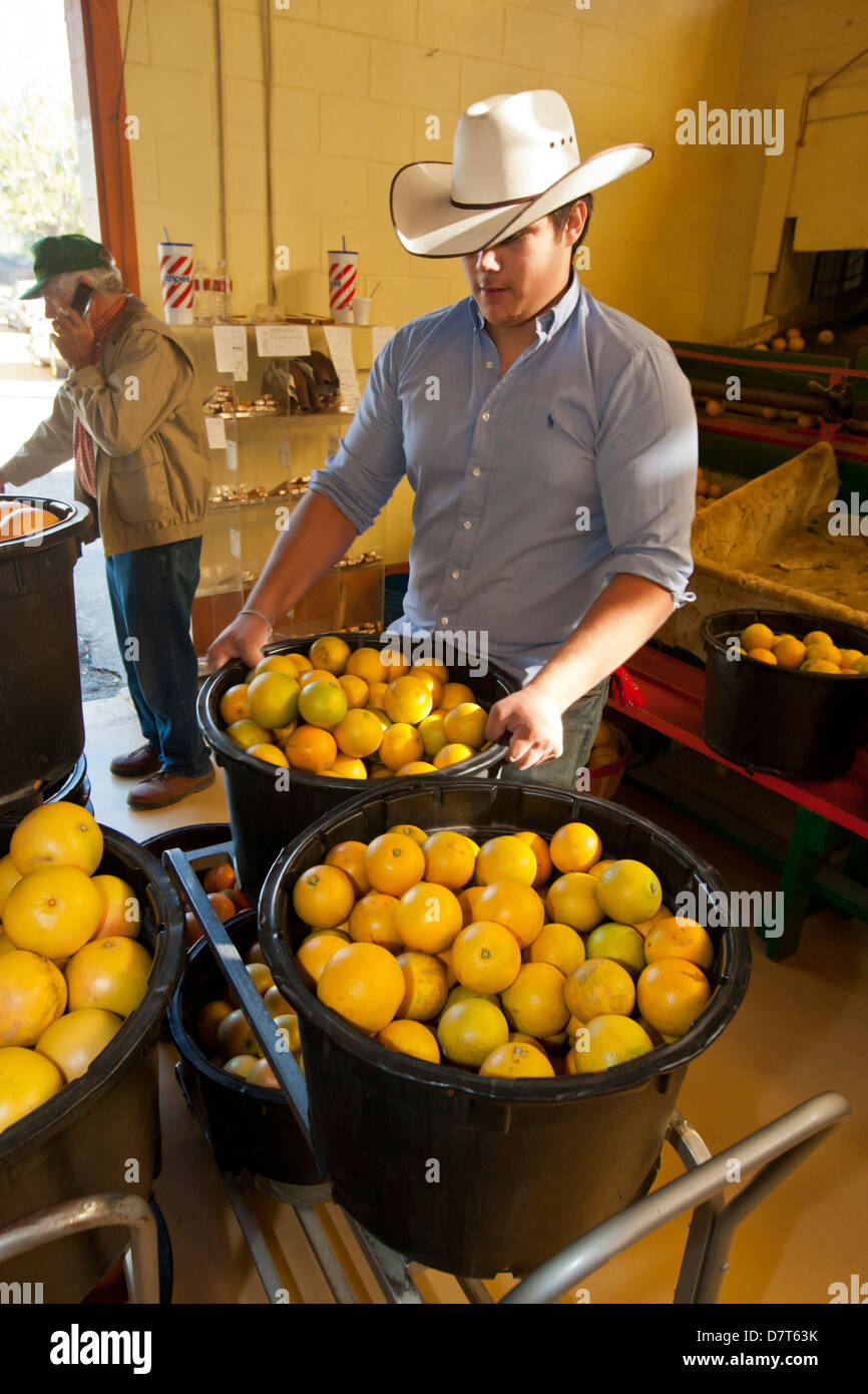 Worker fruit packing hi-res stock photography and images - Alamy
