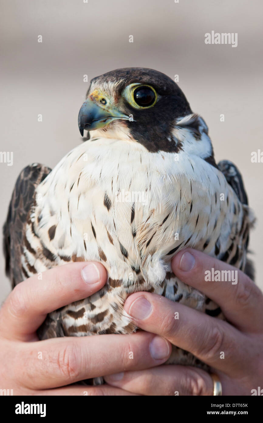 Raptor banding hi-res stock photography and images - Alamy