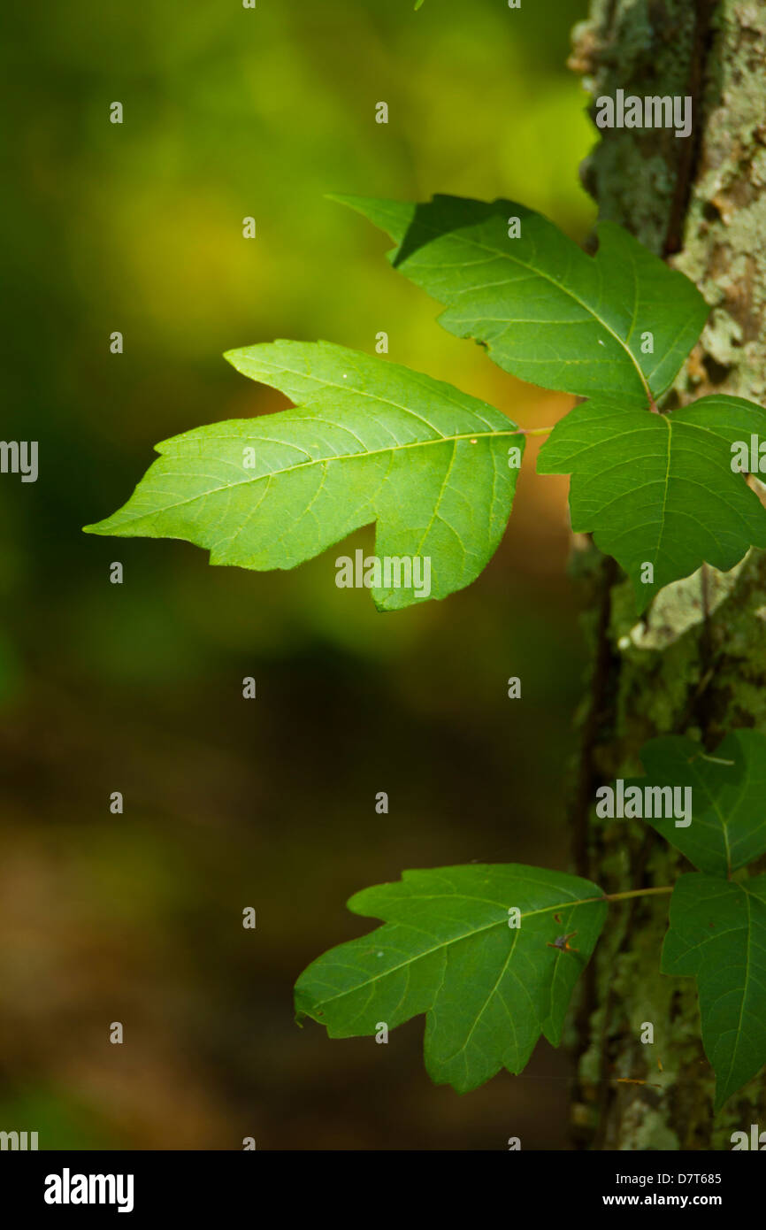 Poison Ivy (Toxicodendron radicans) climbing tree near Galveston, Texas ...