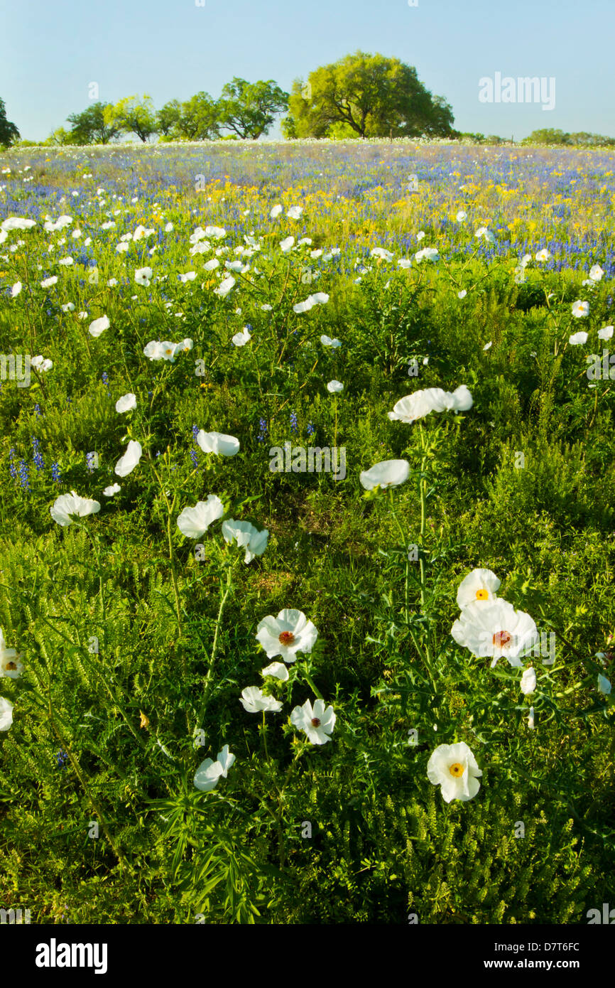 Central Texas Landscape High Resolution Stock Photography and Images ...