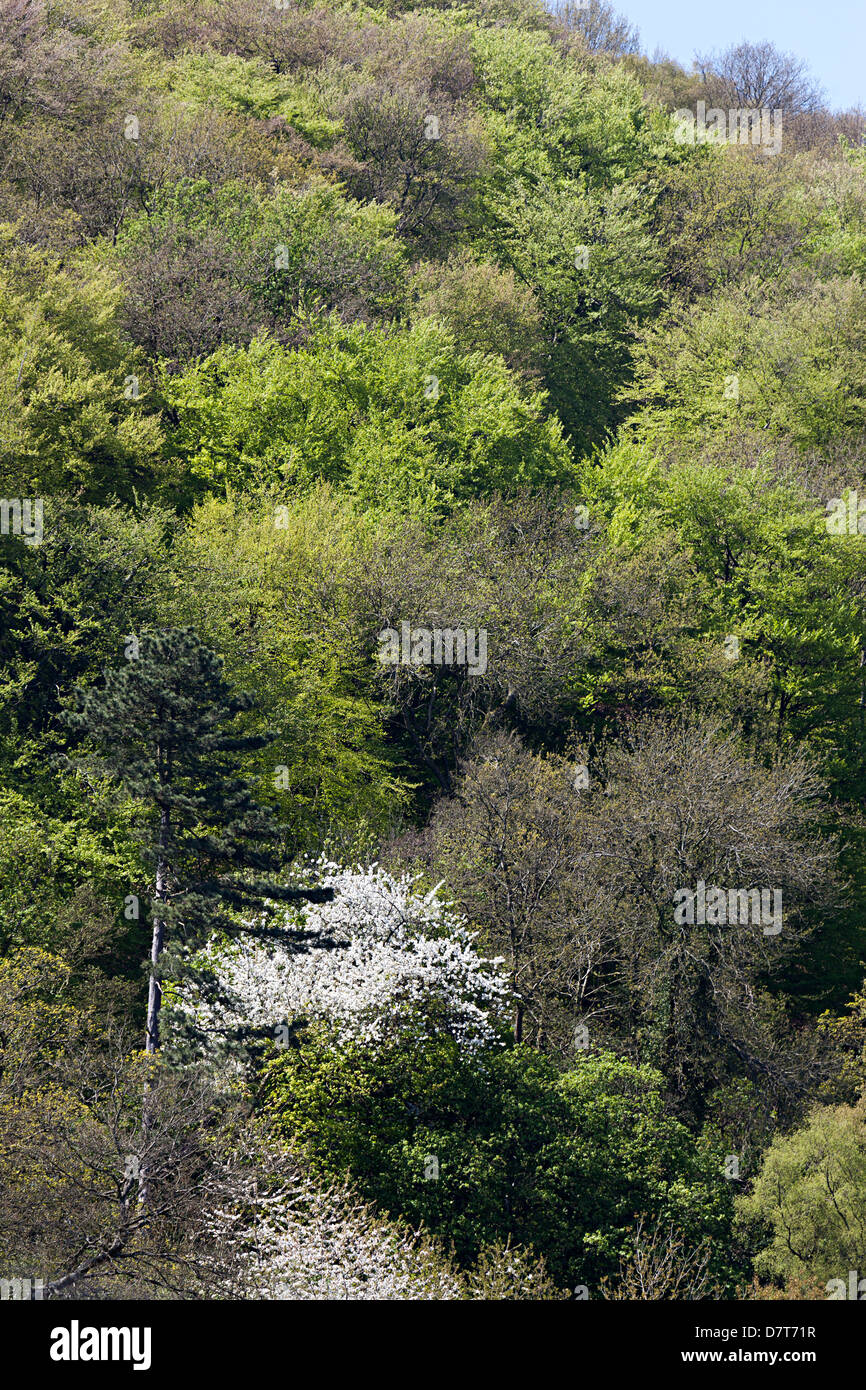 Trees with spring foliage on the slopes of the Blorenge, Llanfoist ...