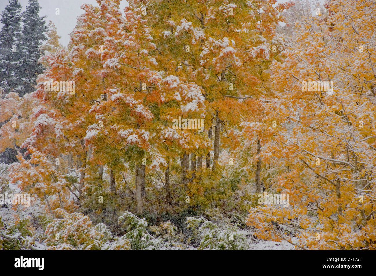 First Snow storm in Autumn, Aspen trees (Populus tremuloides) near Alta ...