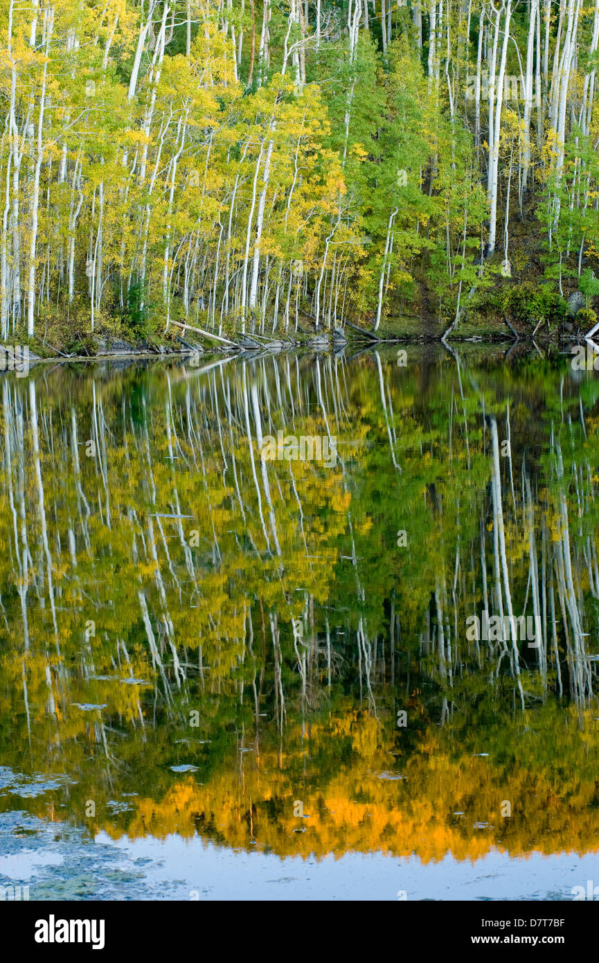 Quaking Aspen (Populus tremuloides) Trees and Reflection, Twin Ponds ...