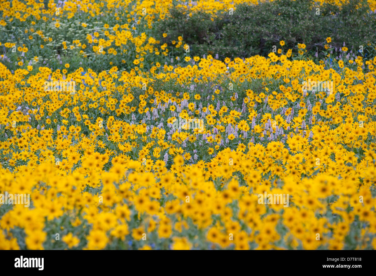 Field of Wildflowers. Uinta-Wasatch-Cache National Forest near Mantua ...