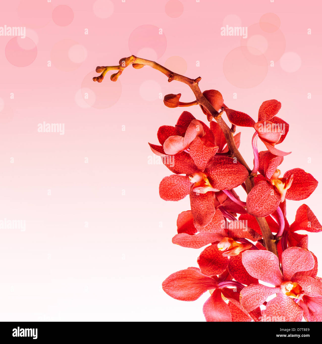 Red Orchids Wallpaper