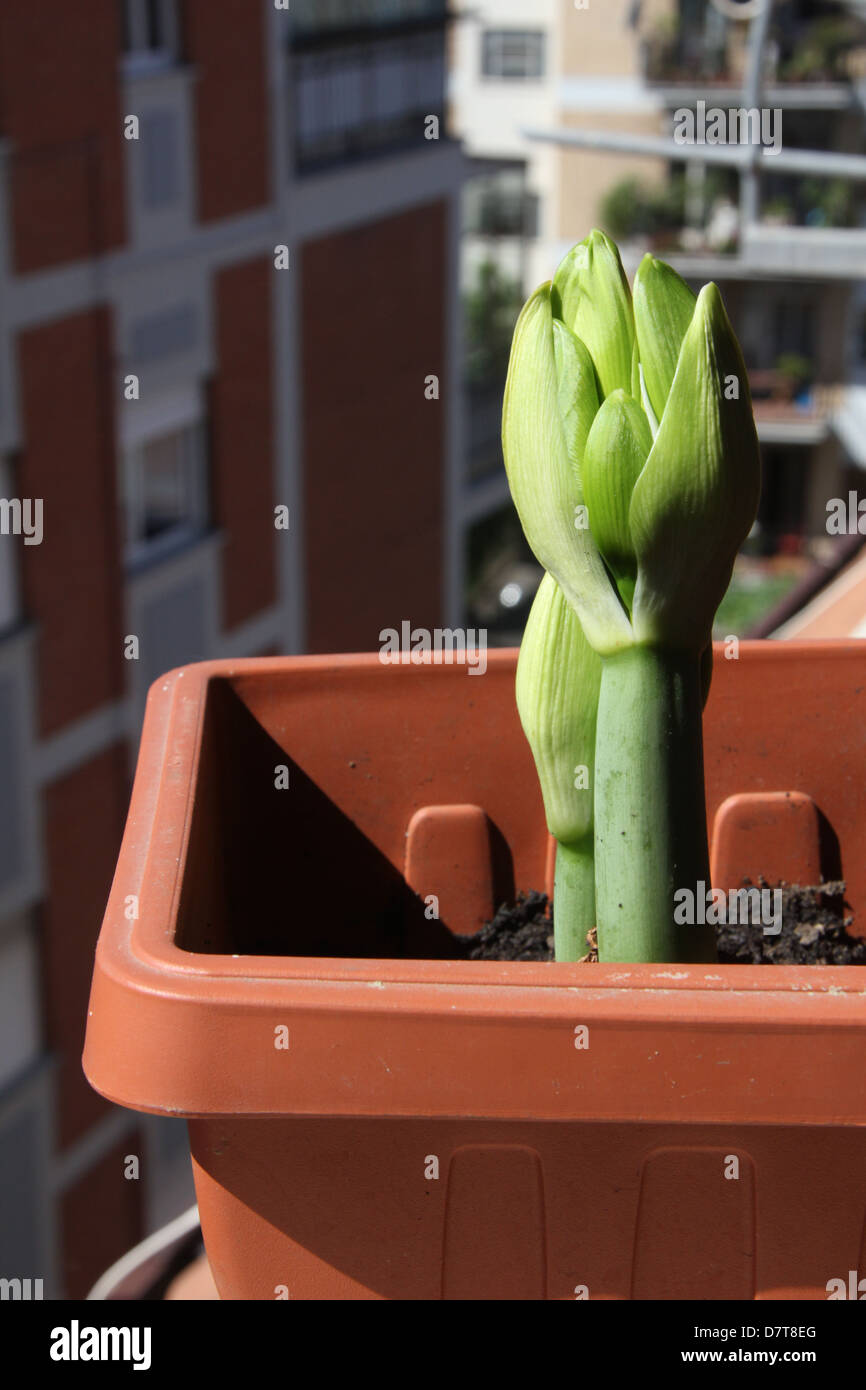 calla lily plant growing in rome italy Stock Photo - Alamy