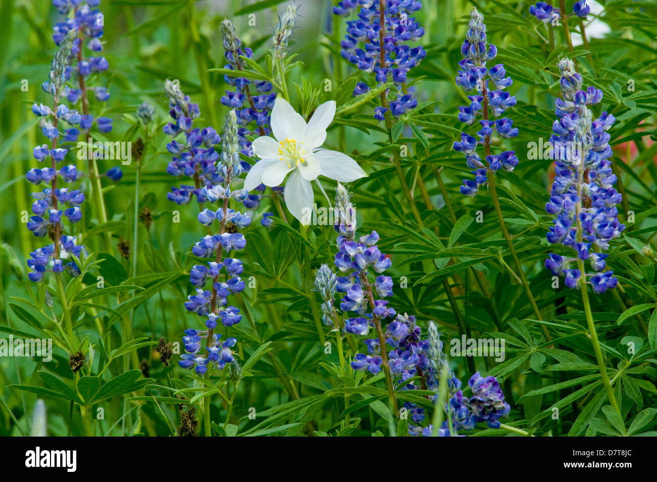 Columbine and Lupine, Albion Basin, Alta, Utah, Uinta-Wasatch-Cache ...