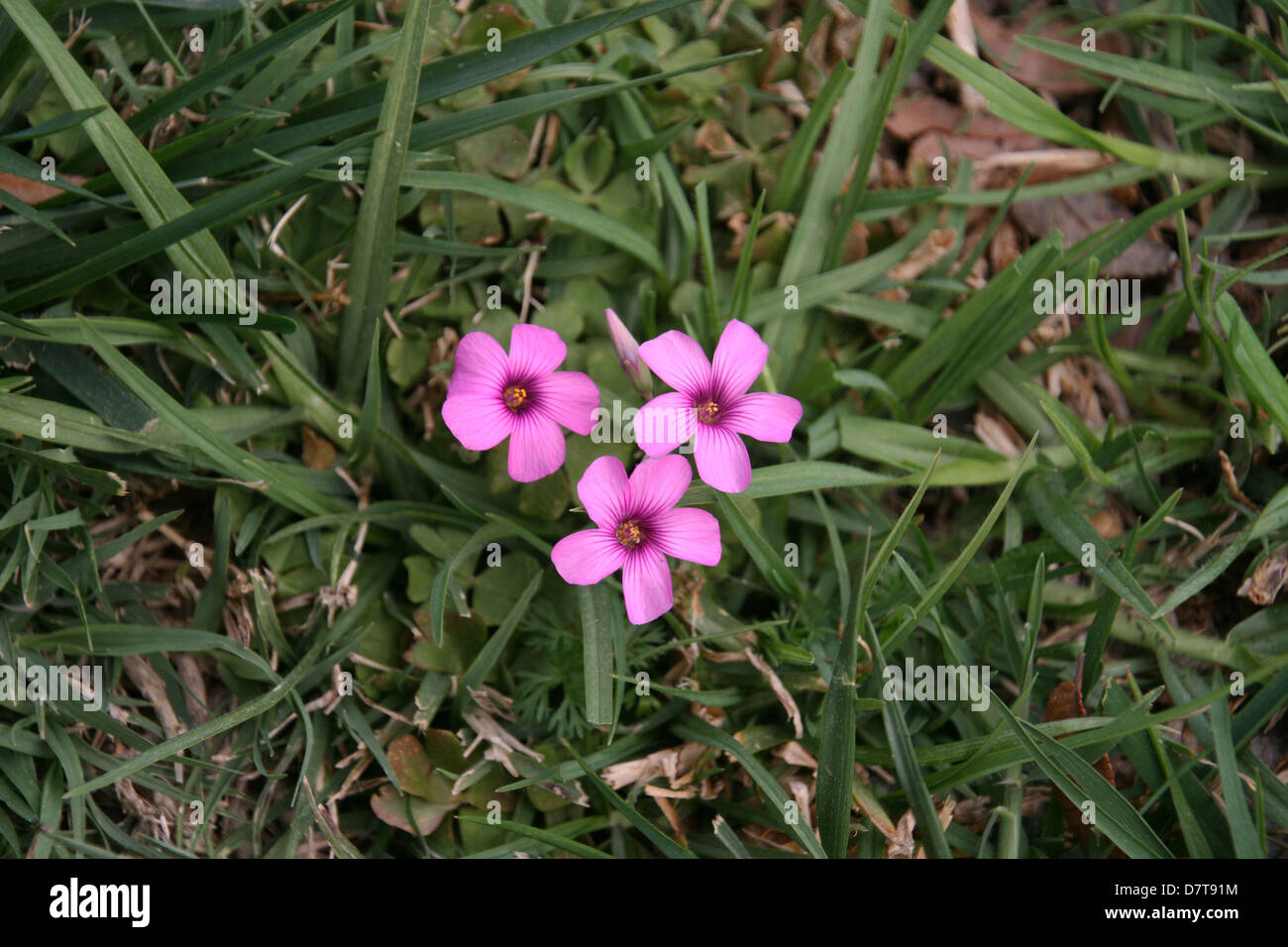 Violet Clover Blossoms Stock Photo - Alamy