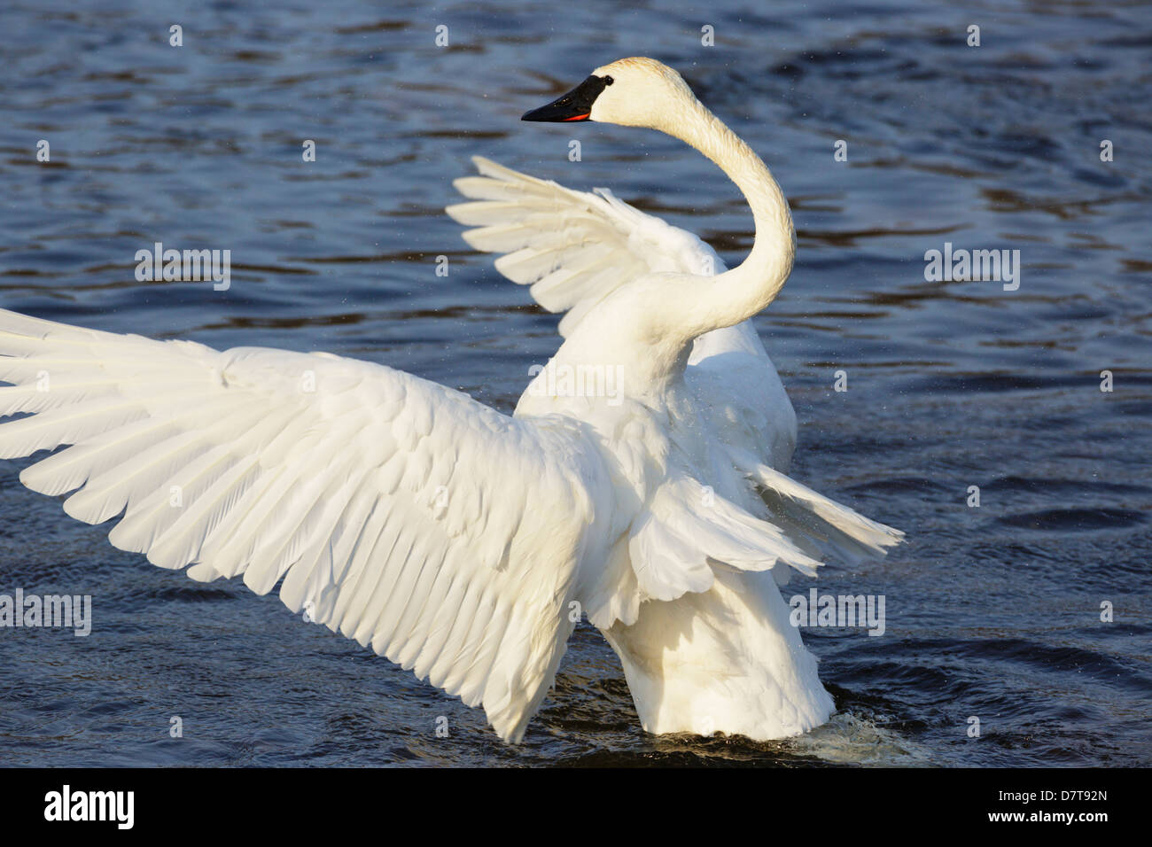 A Trumpeter Swan on the Mississippi River extends its massive wings ...