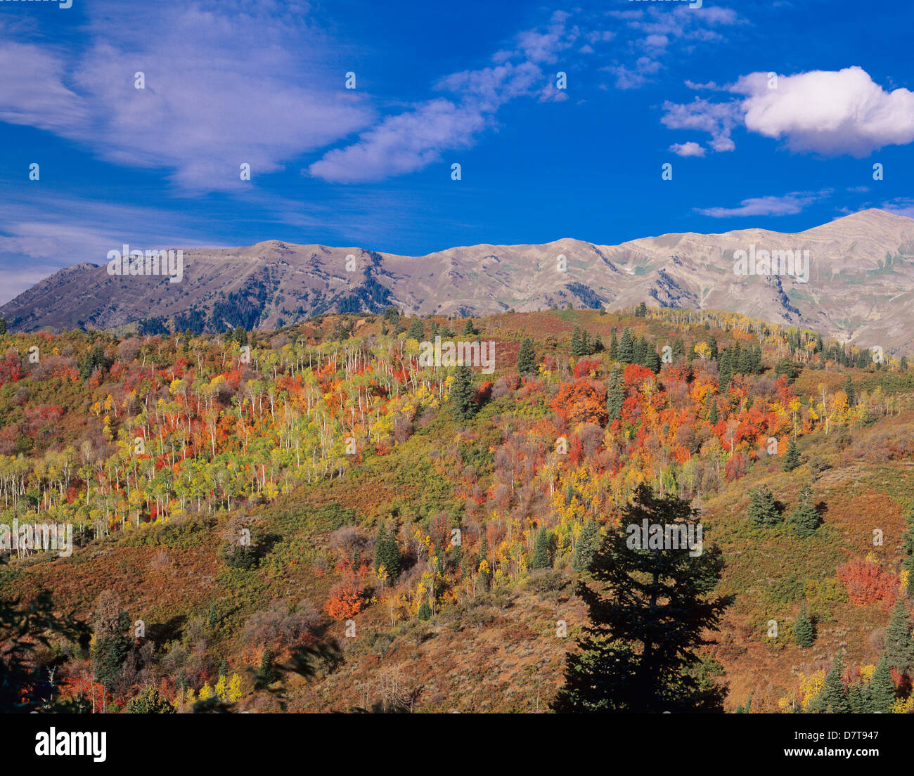 Mount Nebo Fall, Mount Nebo Scenic Byway, Uinta-Wasatch-Cache National Forest near Nephi and ...