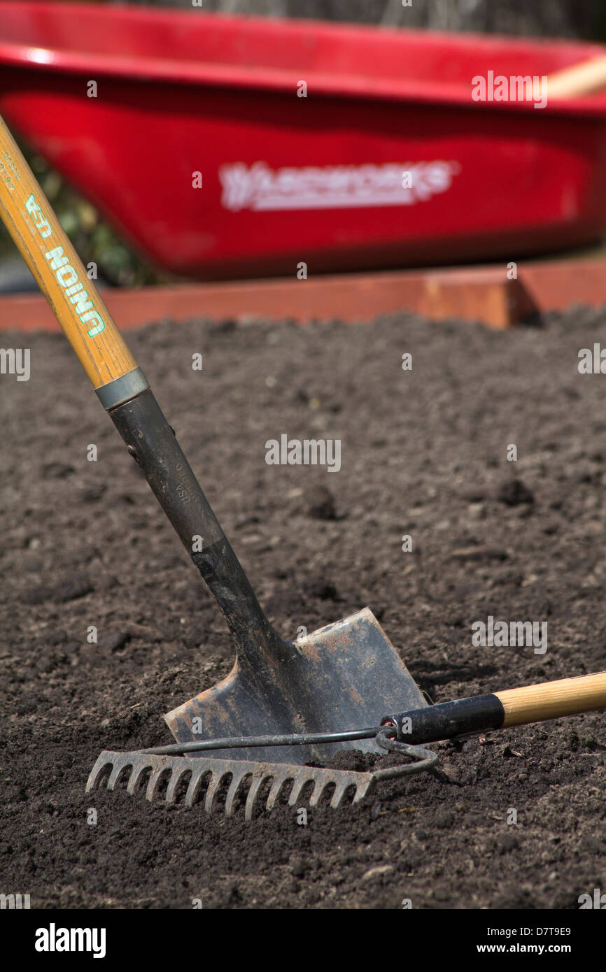 A spade and a rake in soil in the raised empty bed in the garden ...