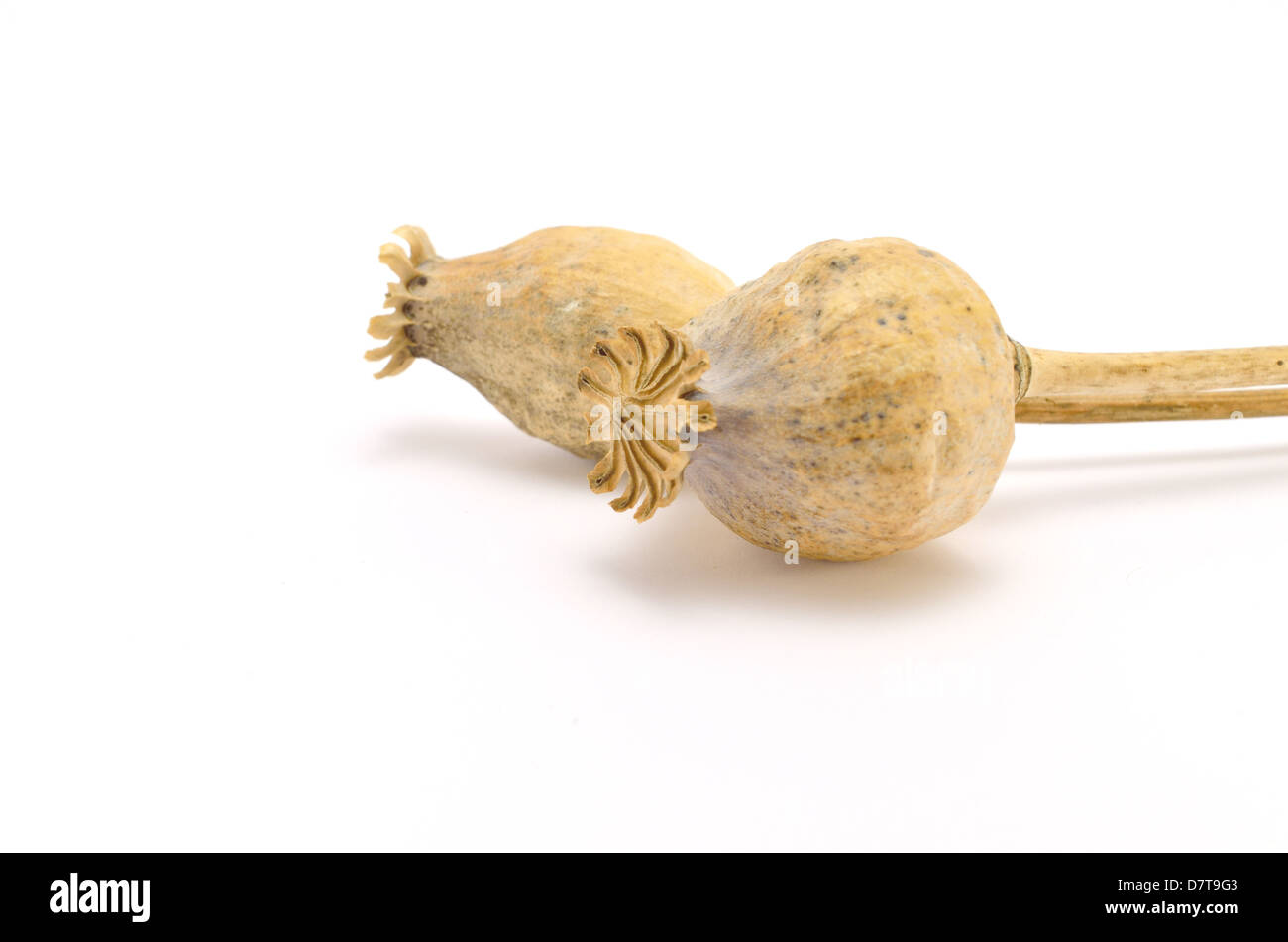 two yellow boxes poppy on a white background Stock Photo - Alamy